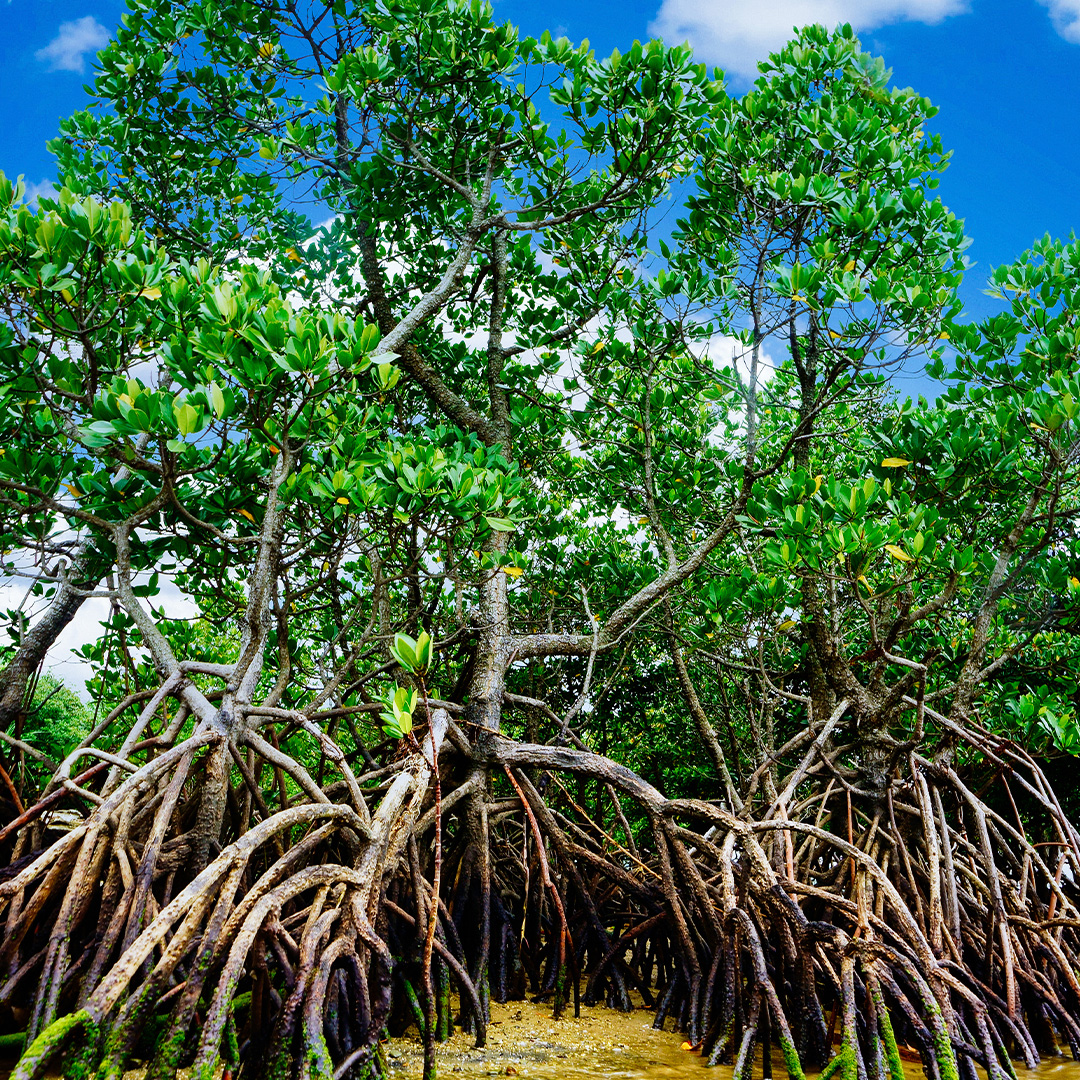 Soluções Baseadas na Natureza - Ambipar Environment